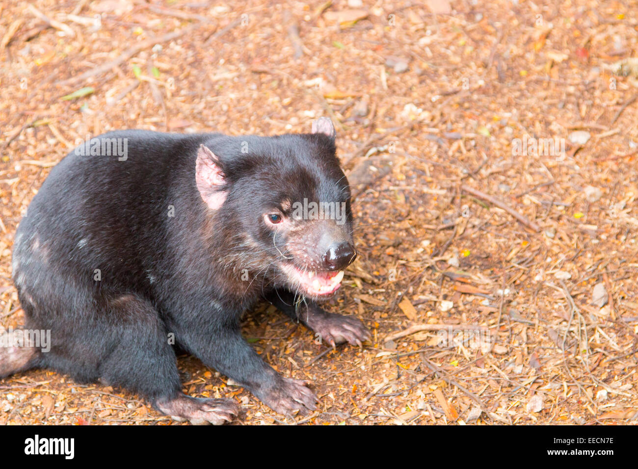 rare and endangered tasmanian devil in tasmania,australia Stock Photo ...