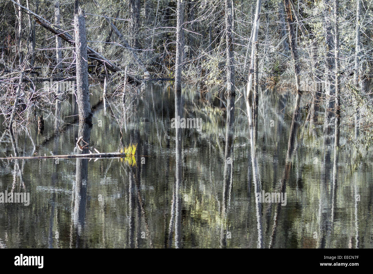 Dead trees in beaver pond, Westree, Ontario, Canada Stock Photo - Alamy