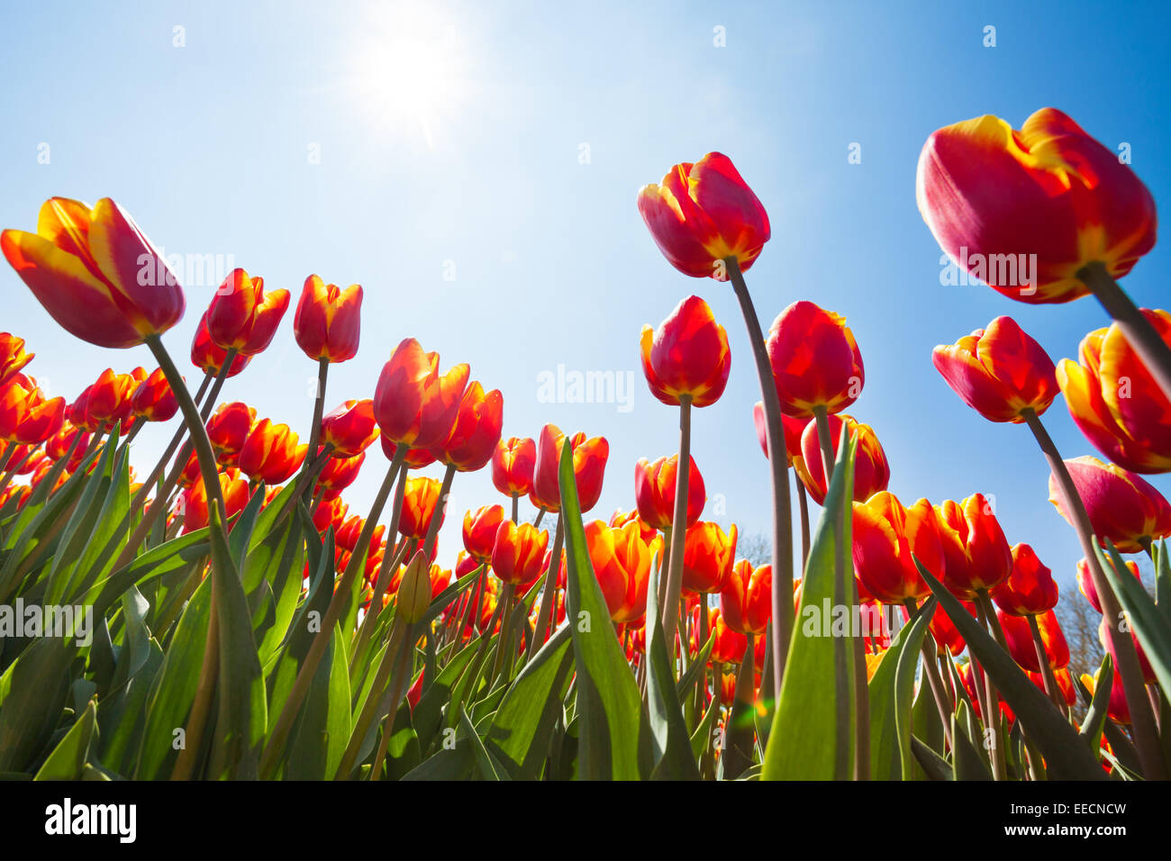 Below view of beautiful orange tulips, Netherlands Stock Photo - Alamy