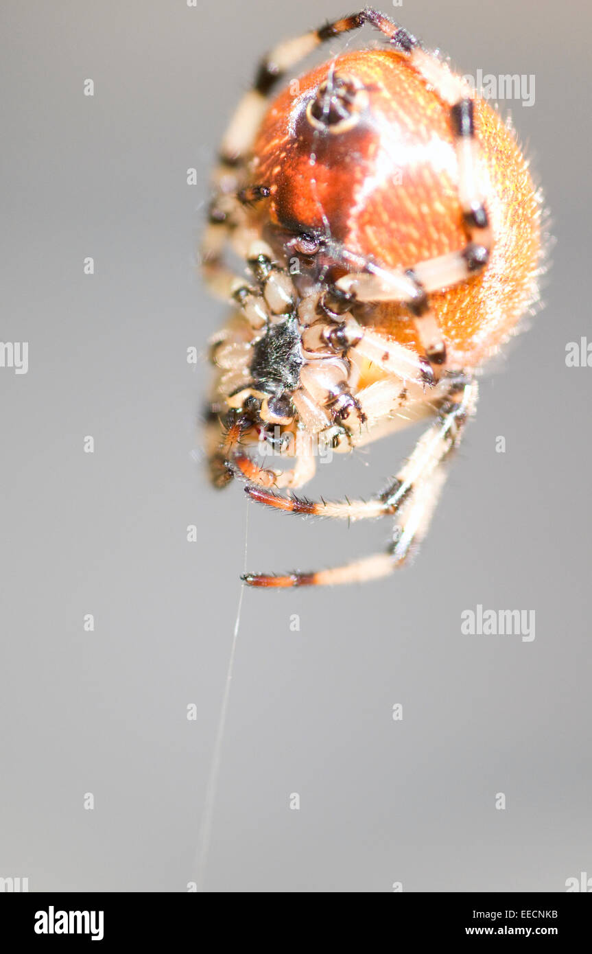 Orange Bulbous Spider