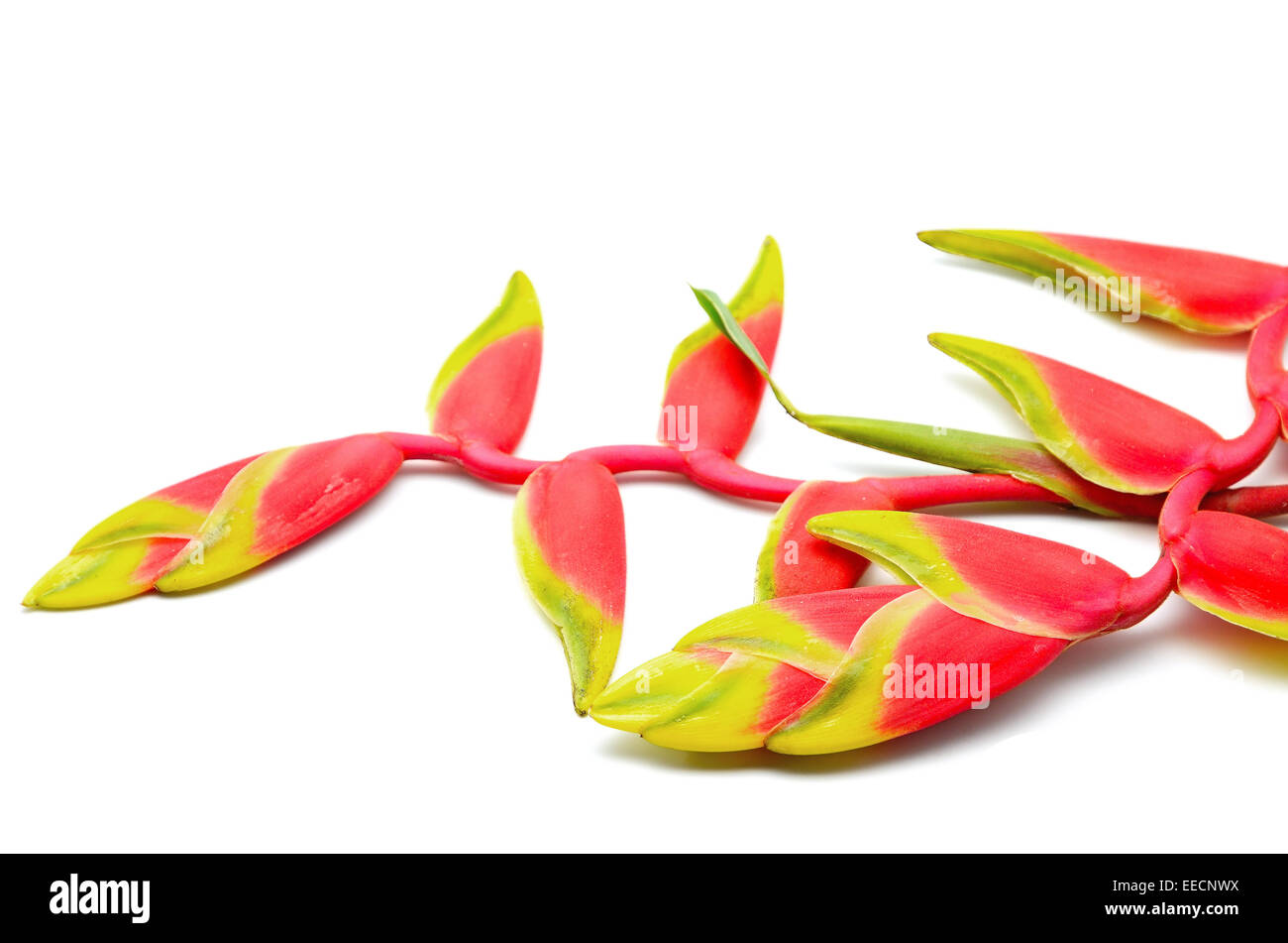 Tropical red Hanging Heliconia or Hanging Lobster Claw, Heliconia ...