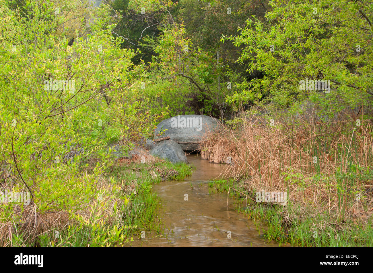 Santa Ysabel Creek along Clevenger Canyon Trail, San Dieguito River ...