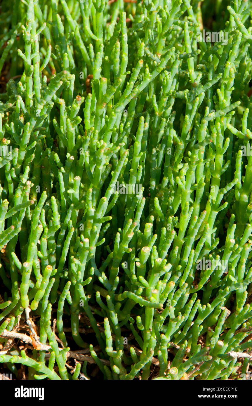 Pickleweed hi-res stock photography and images - Alamy