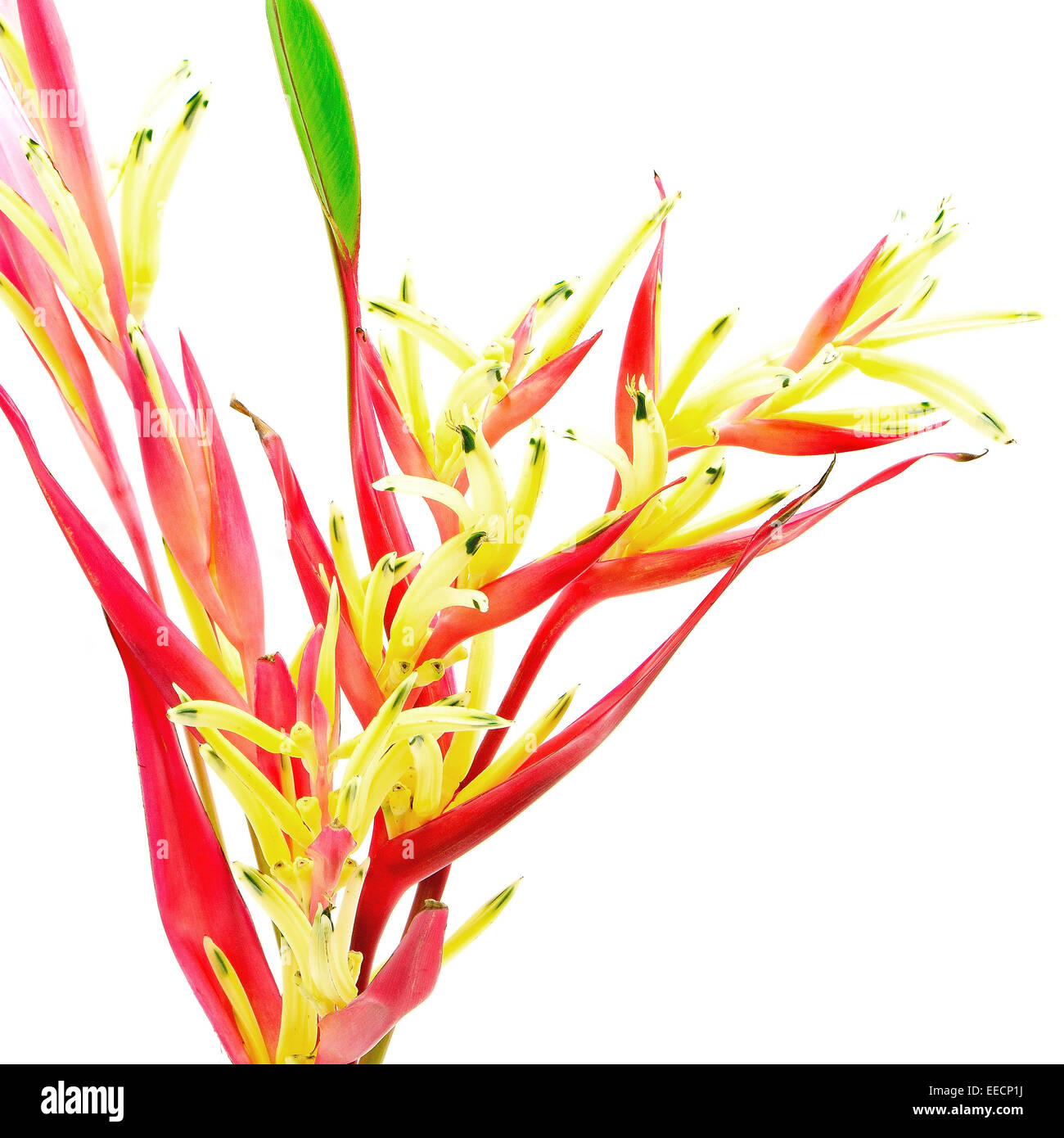 Tropical red Heliconia flower, Heliconia psittacorum LadyDi, isolated ...