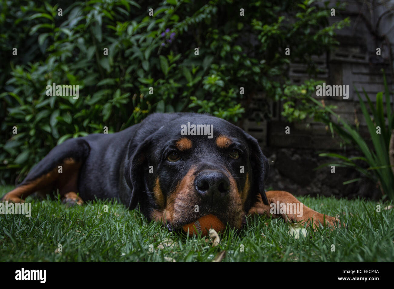 Beautiful pure breed rottweiler dog is playing with a rubber ball in ...