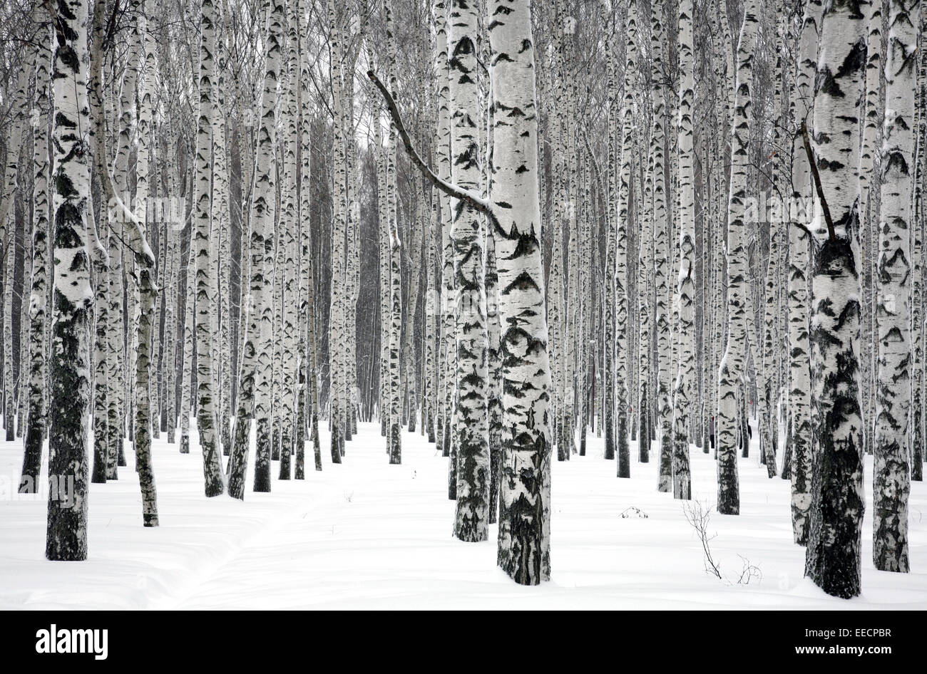 Grove of icy trees hi-res stock photography and images - Alamy