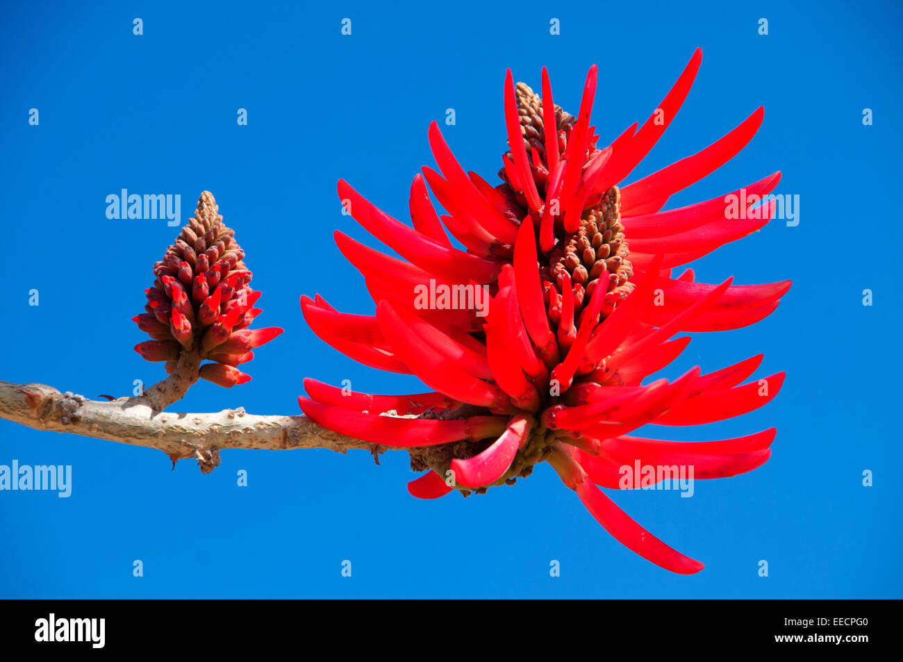 Coral Tree flowers, San Diego, California Stock Photo - Alamy