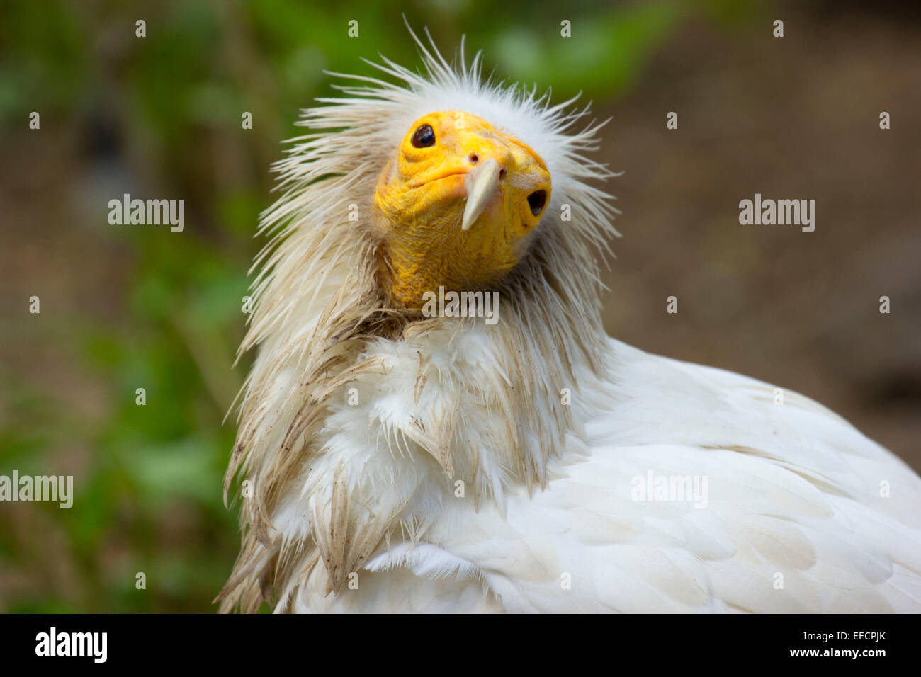 Egyptian vulture, Denver Zoo, Denver, Colorado Stock Photo - Alamy