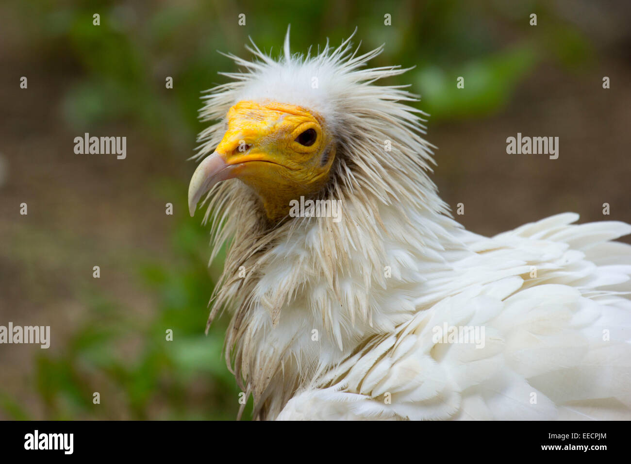 Egyptian vulture, Denver Zoo, Denver, Colorado Stock Photo - Alamy