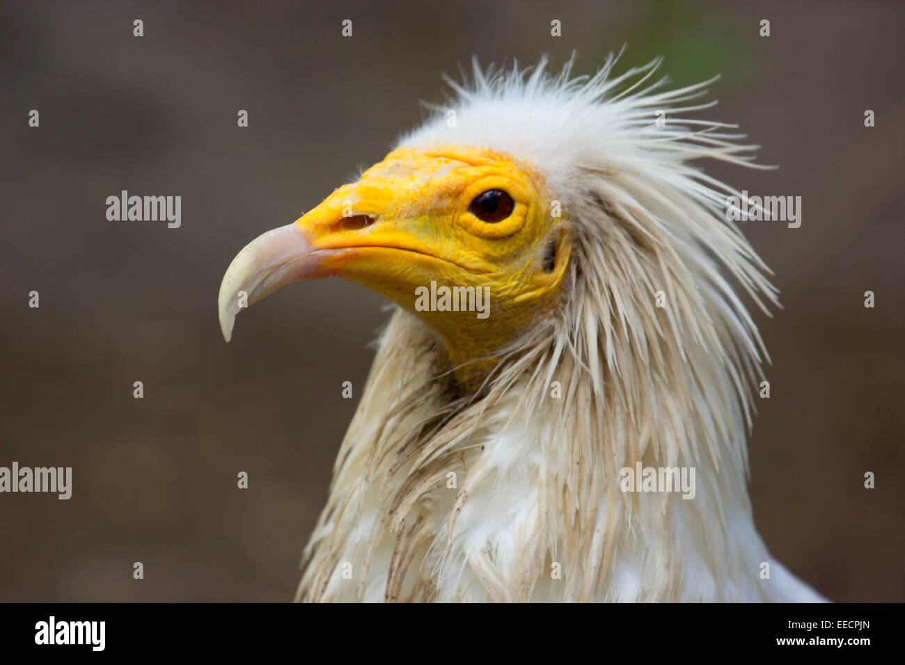 Egyptian vulture, Denver Zoo, Denver, Colorado Stock Photo - Alamy