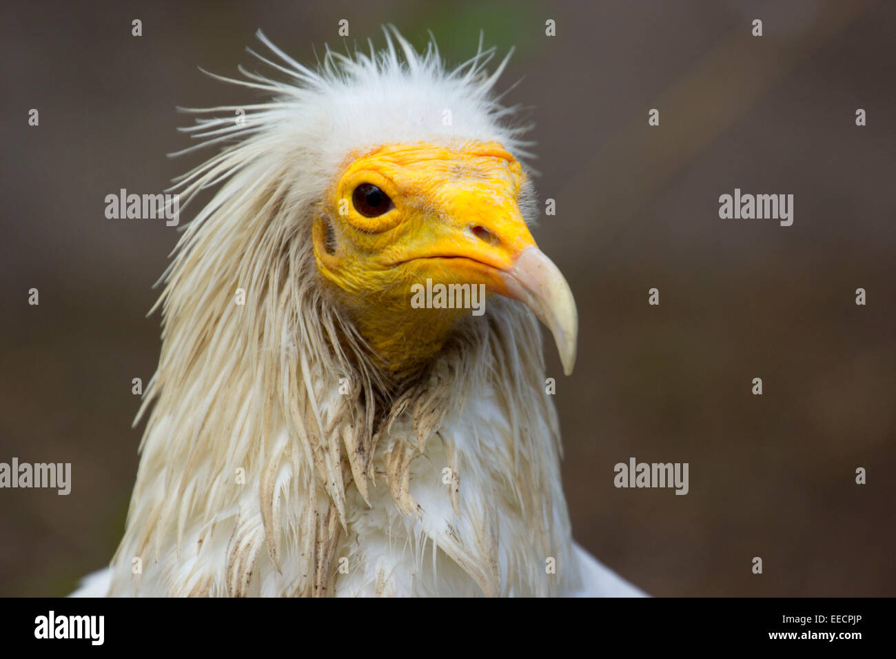 Egyptian vulture, Denver Zoo, Denver, Colorado Stock Photo - Alamy