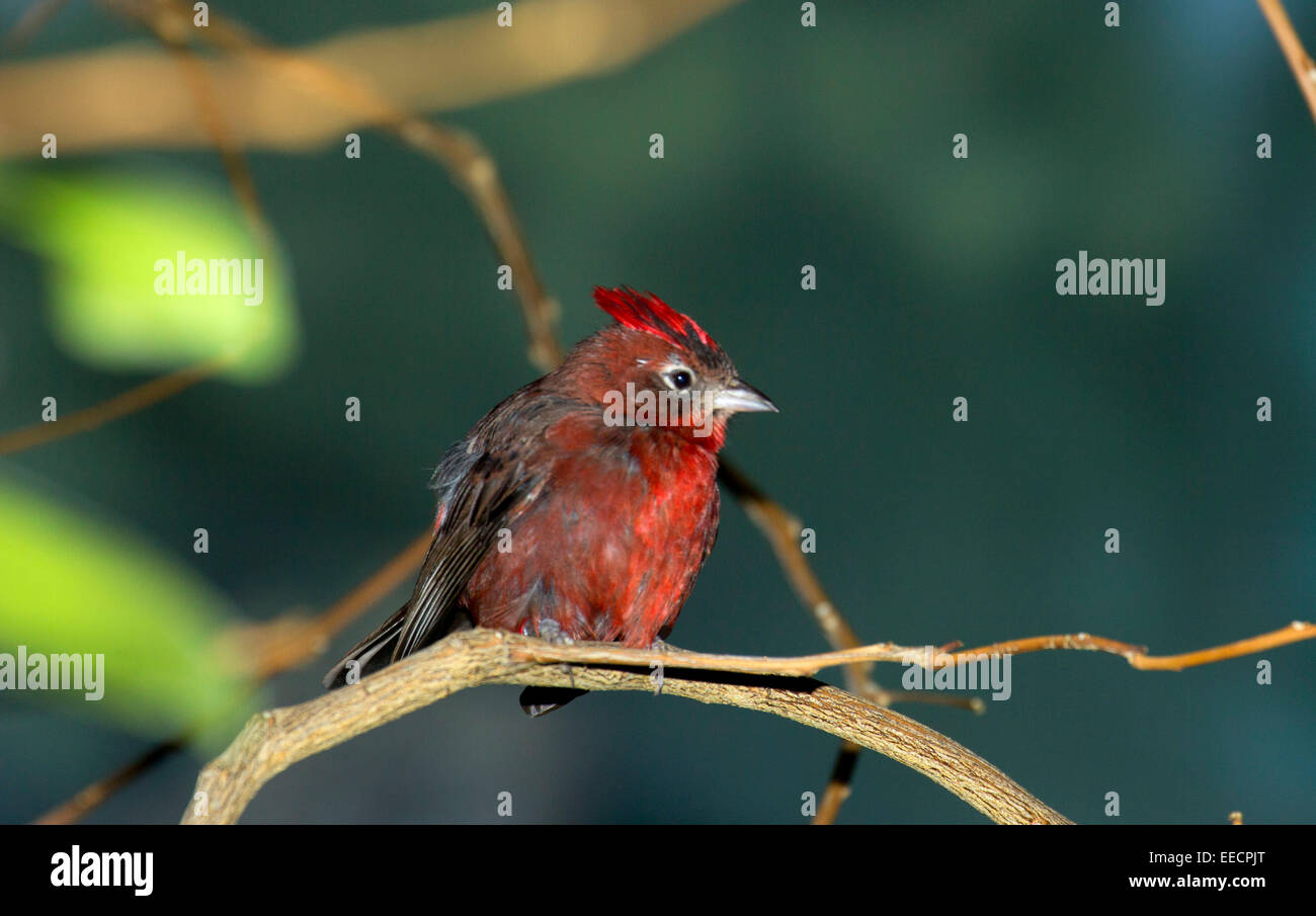 Red crested finch hi-res stock photography and images - Alamy