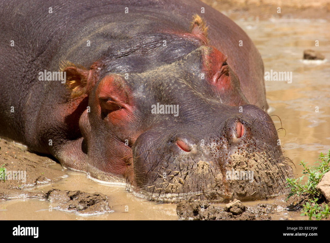 Mud hippo hippopotamus hi-res stock photography and images - Alamy