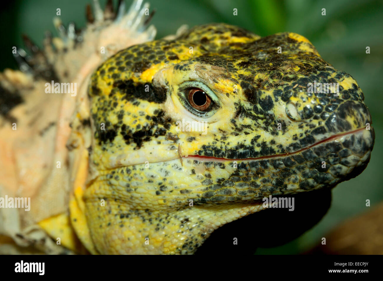Mexican spiny-tailed iguana, Denver Zoo, Denver, Colorado Stock Photo ...