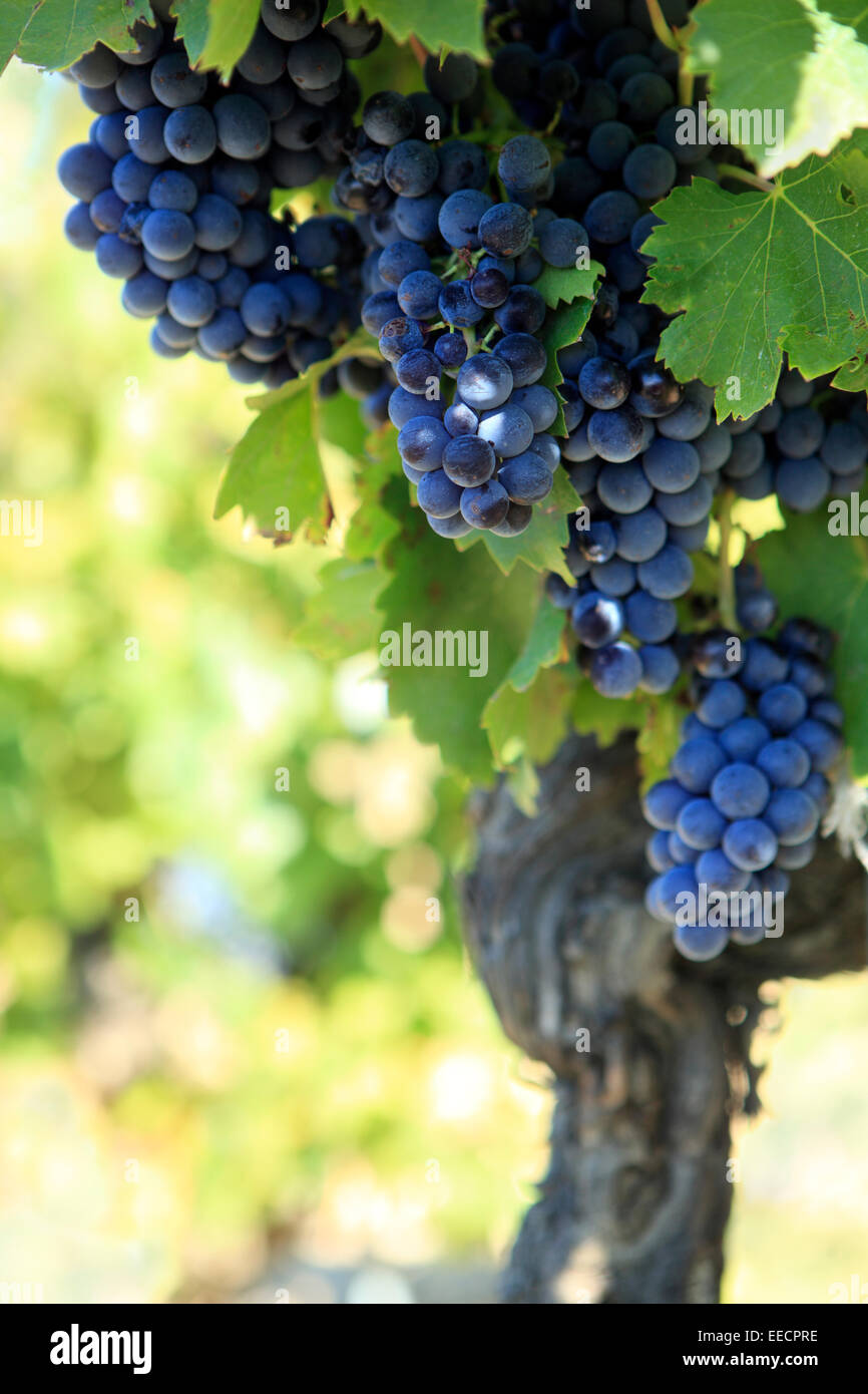 Southern rhone wine region french hi-res stock photography and images ...