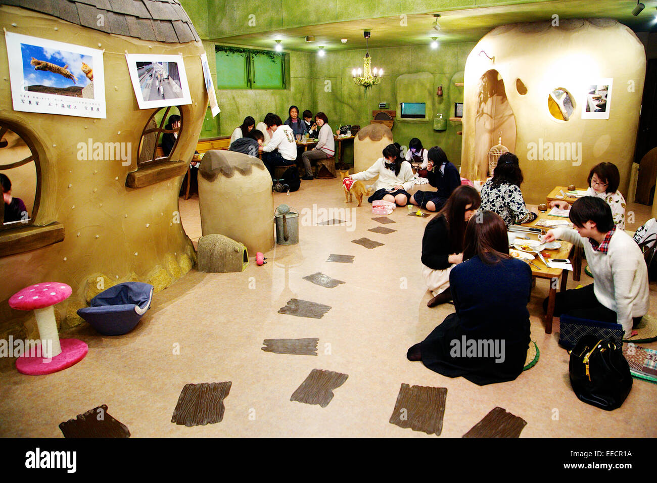 Tokyo, Japan. 15th January, 2015. Customers enjoy relaxing with cats at ...