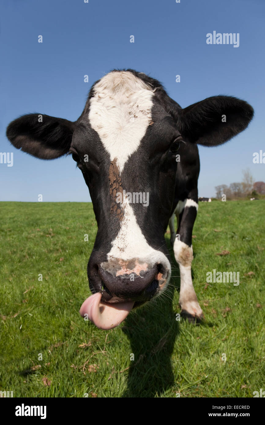 Black and White Cows head close up licking lips, English Meadow on a ...