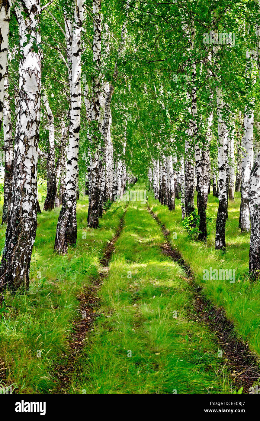 Birchwood way hi-res stock photography and images - Alamy