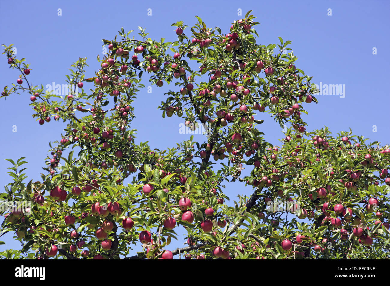 Obstbaum rot hi-res stock photography and images - Alamy