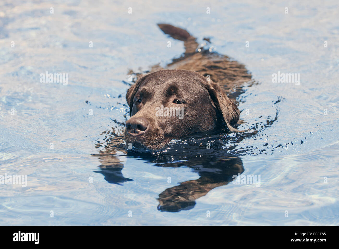 Labrador swimming hi-res stock photography and images - Alamy