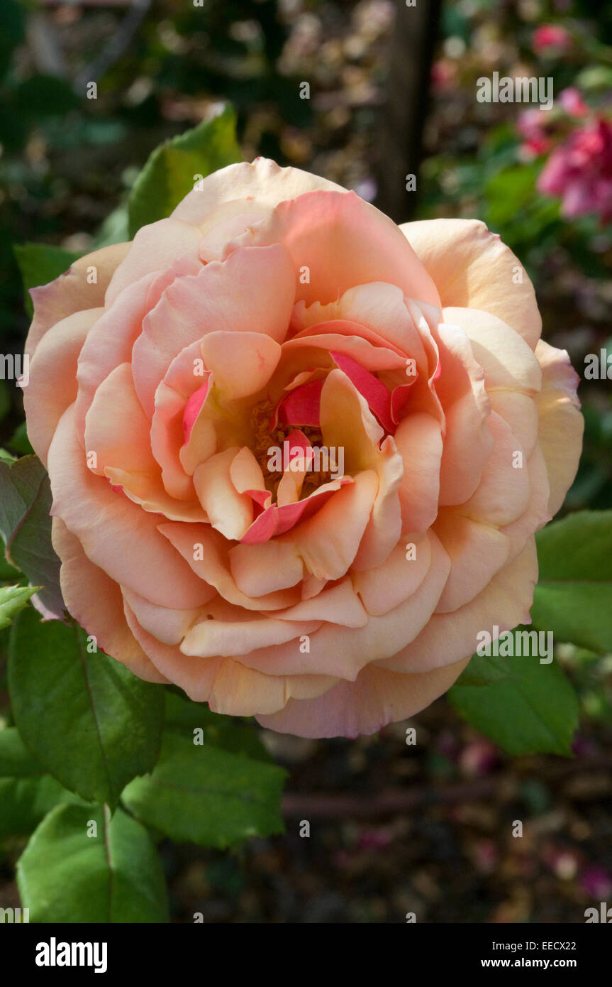 Soft peach pink rose Luther Burbank Garden Santa Rosa California USA ...