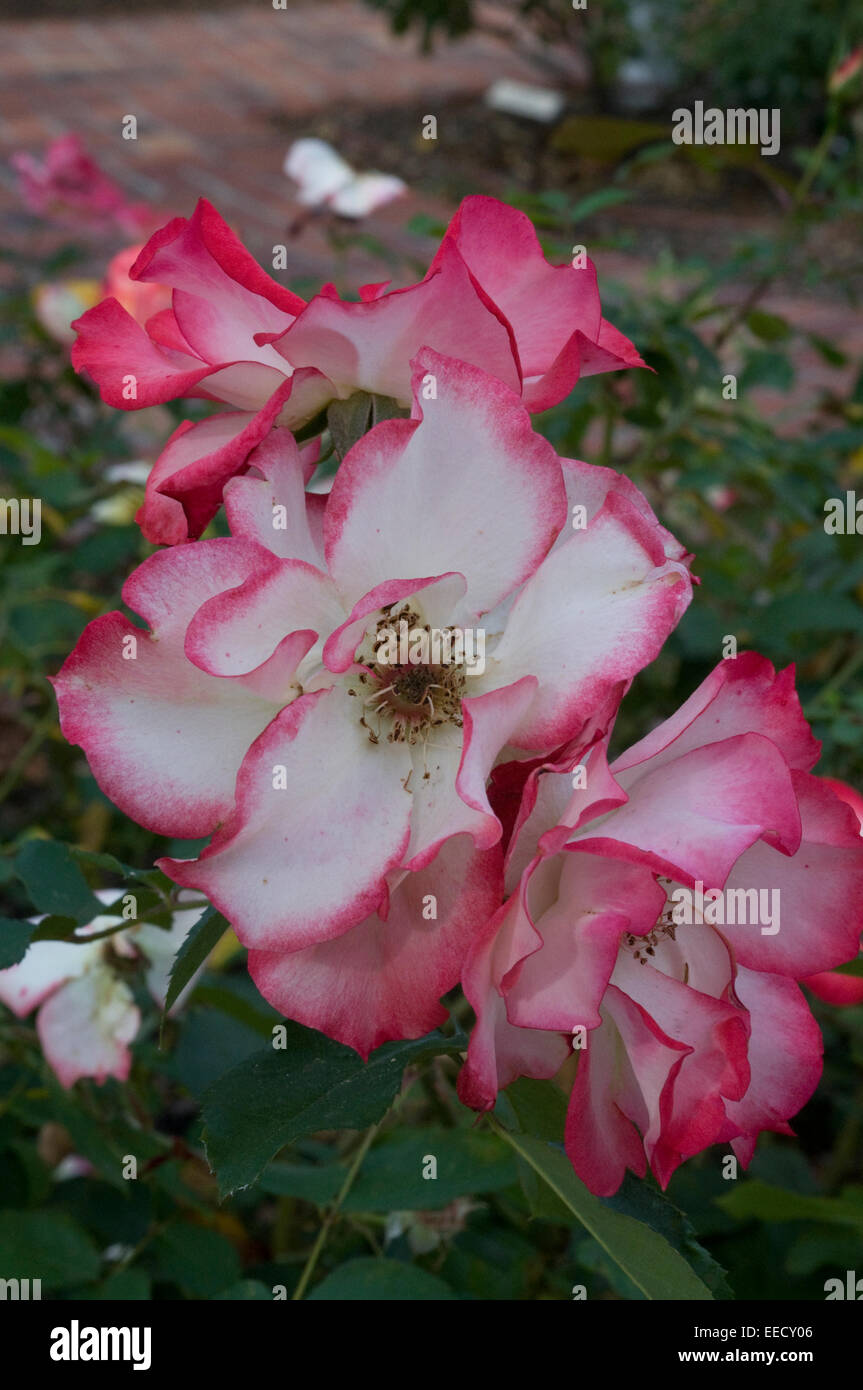 White & rich pink roses Luther Burbank Garden Santa Rosa California USA ...