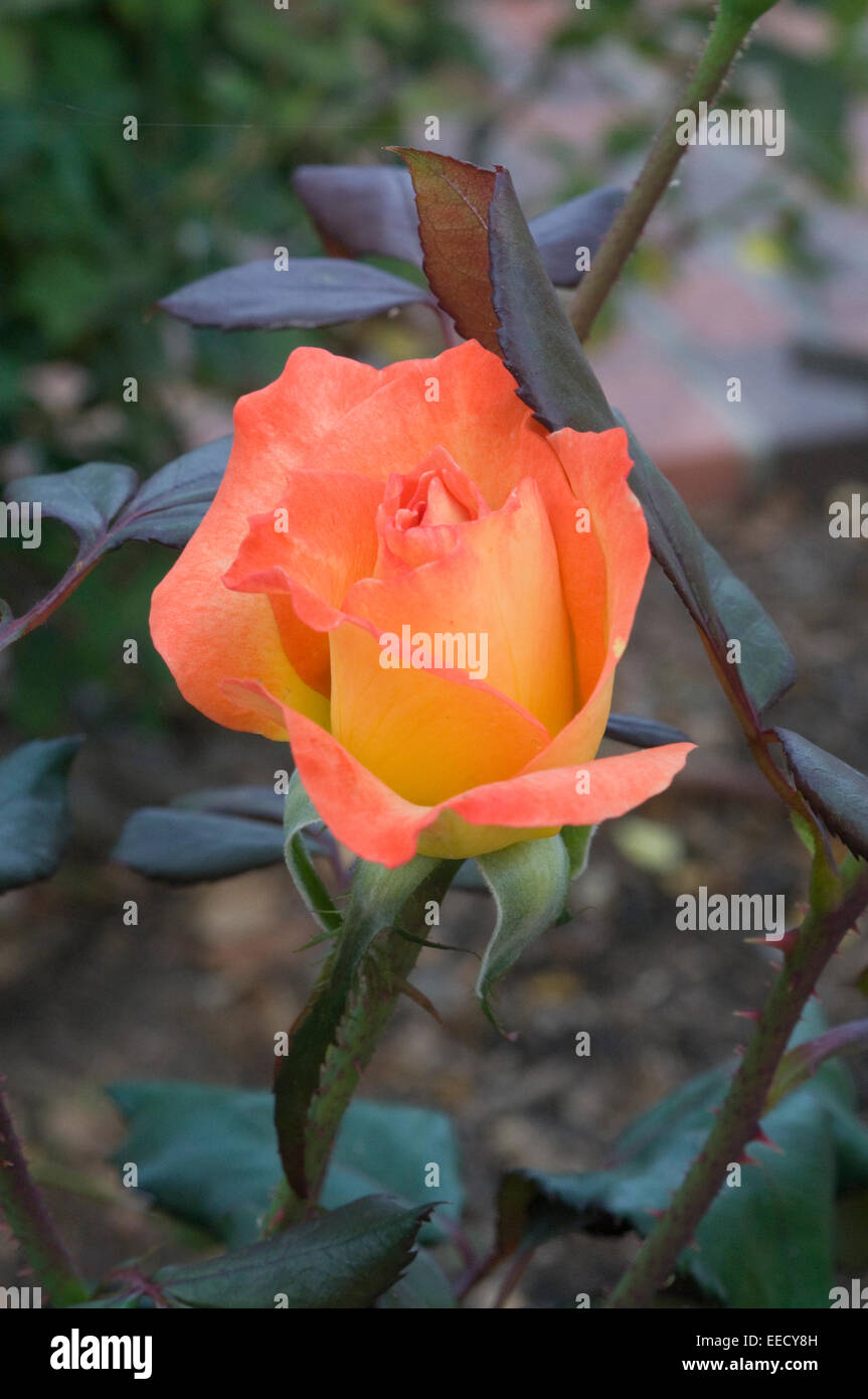 Voluptuous peach yellow rose Luther Burbank Garden Santa Rosa ...