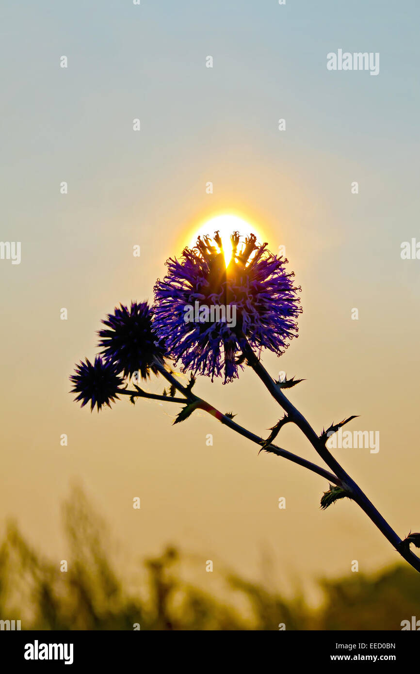 Flower spiny at sunset Stock Photo - Alamy