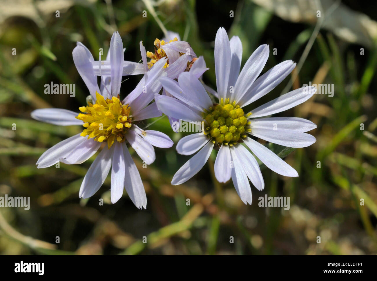 Salt aster hi-res stock photography and images - Alamy