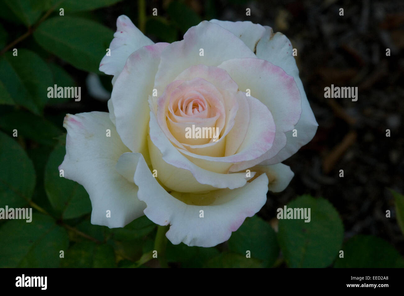 Beautiful unfolding white pink rose from Luther Burbank gardens Santa ...