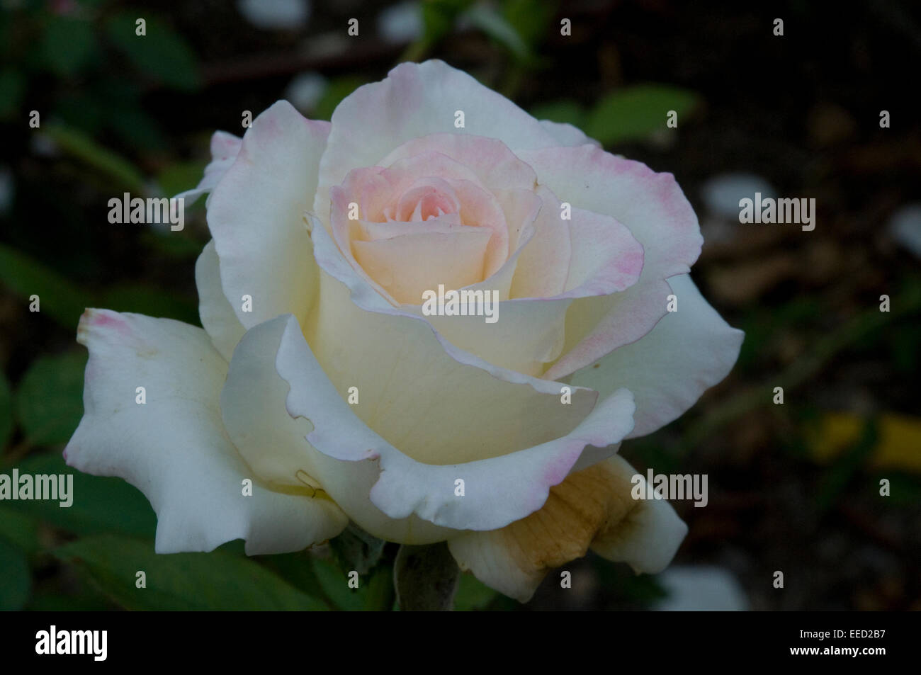 Beautiful unfolding white pink rose from Luther Burbank gardens Santa ...