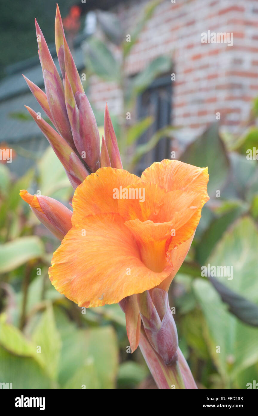 Orange Gladiolus Luther Burbank Gardens Santa Rosa California USA Stock ...