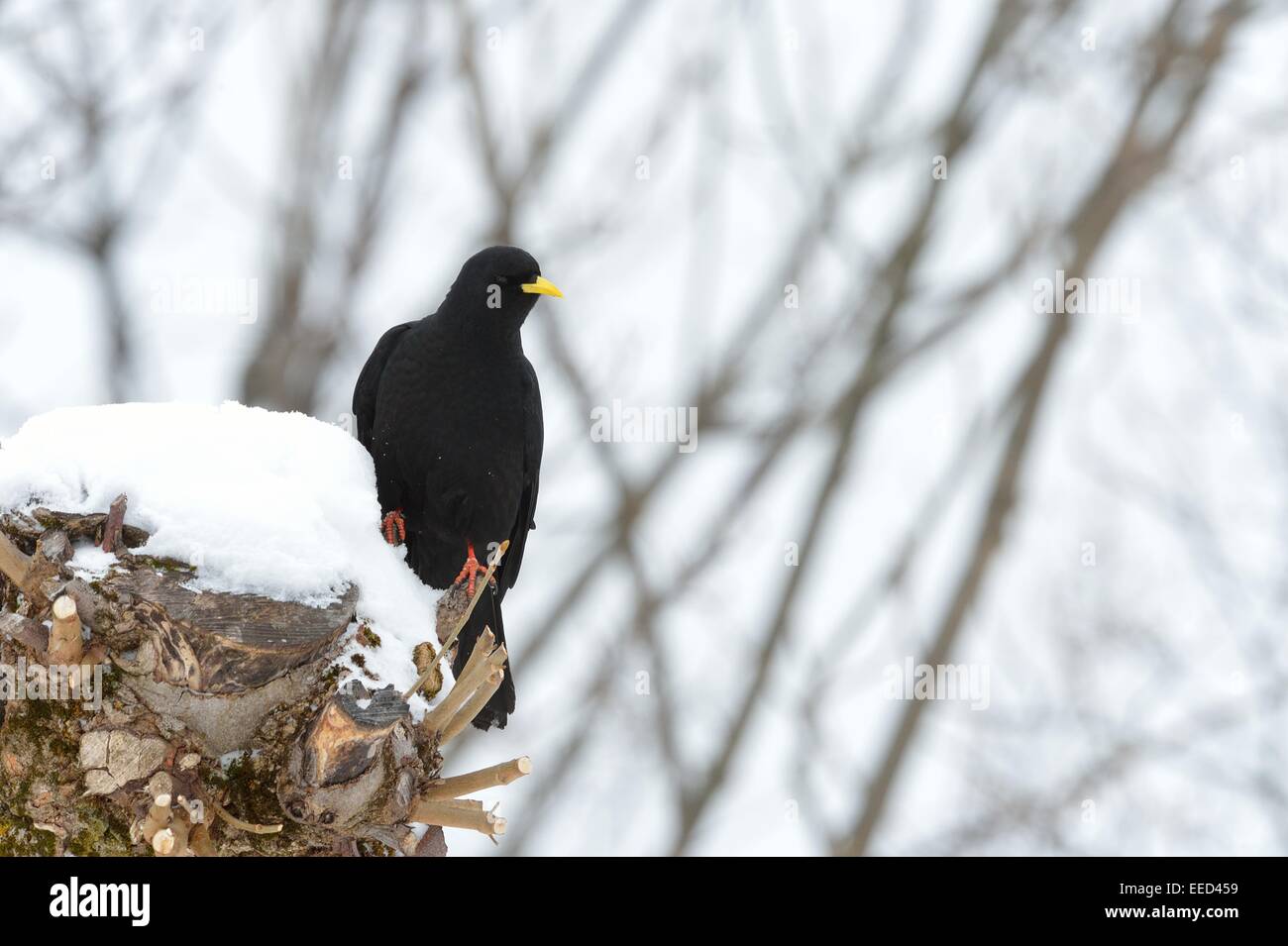Alpine Chough - Yellow-billed Chough (Pyrrhocorax graculus) perched on ...