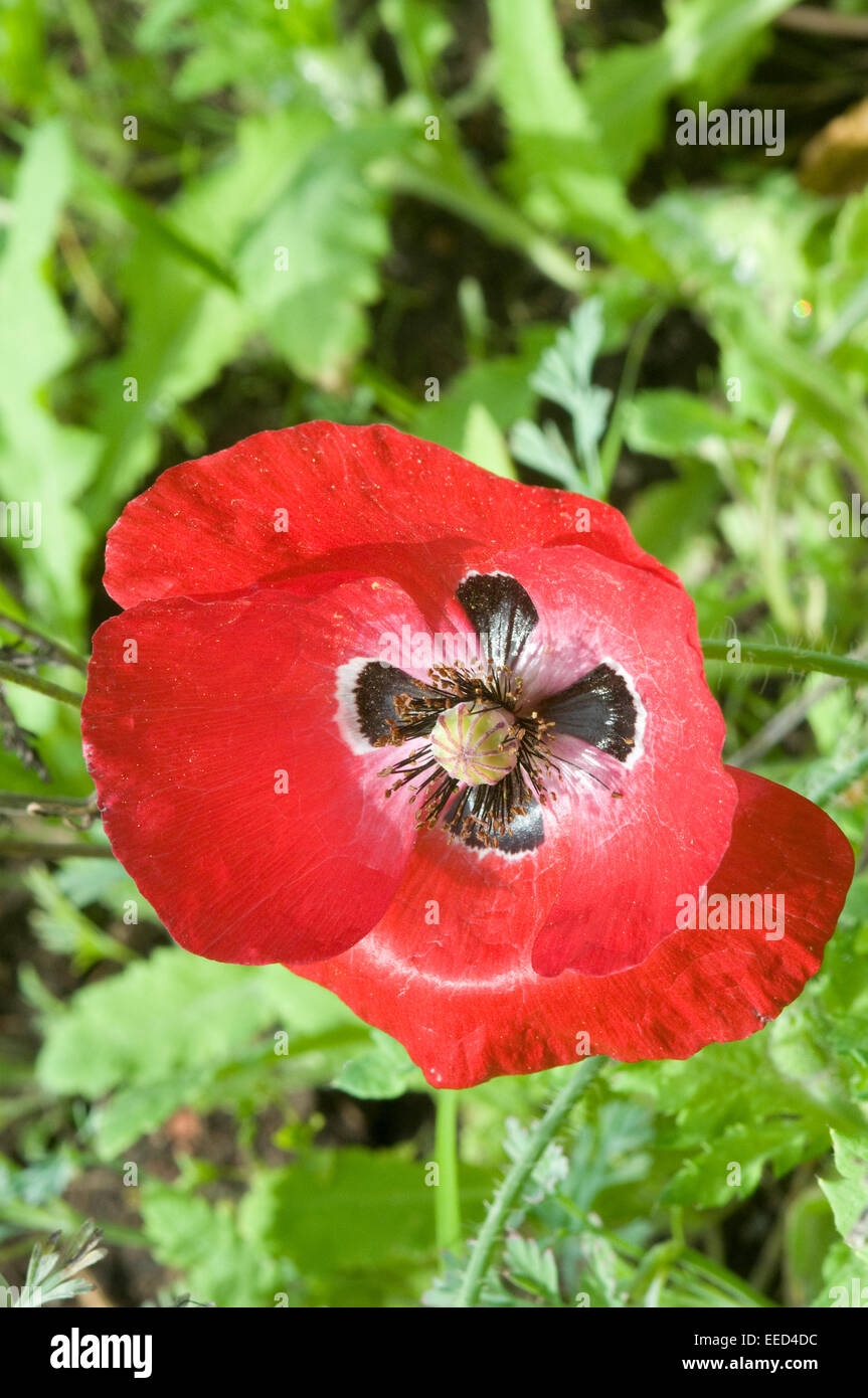 Wild red poppy Stock Photo - Alamy