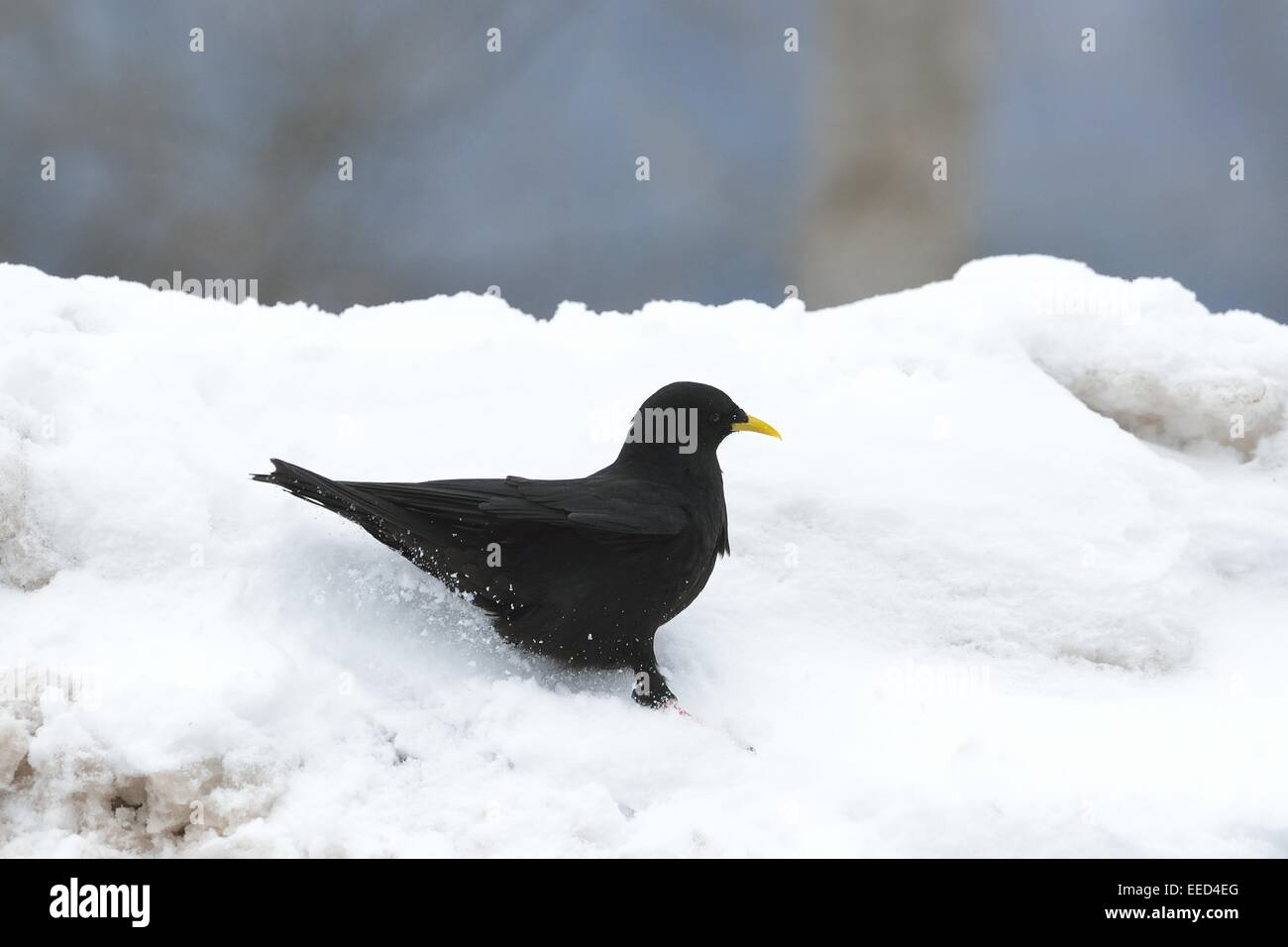 Chough foraging hi-res stock photography and images - Alamy