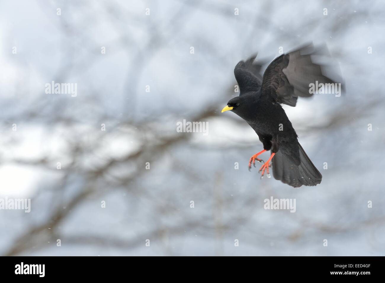 Alpine Chough - Yellow-billed Chough (Pyrrhocorax graculus) in flight ...