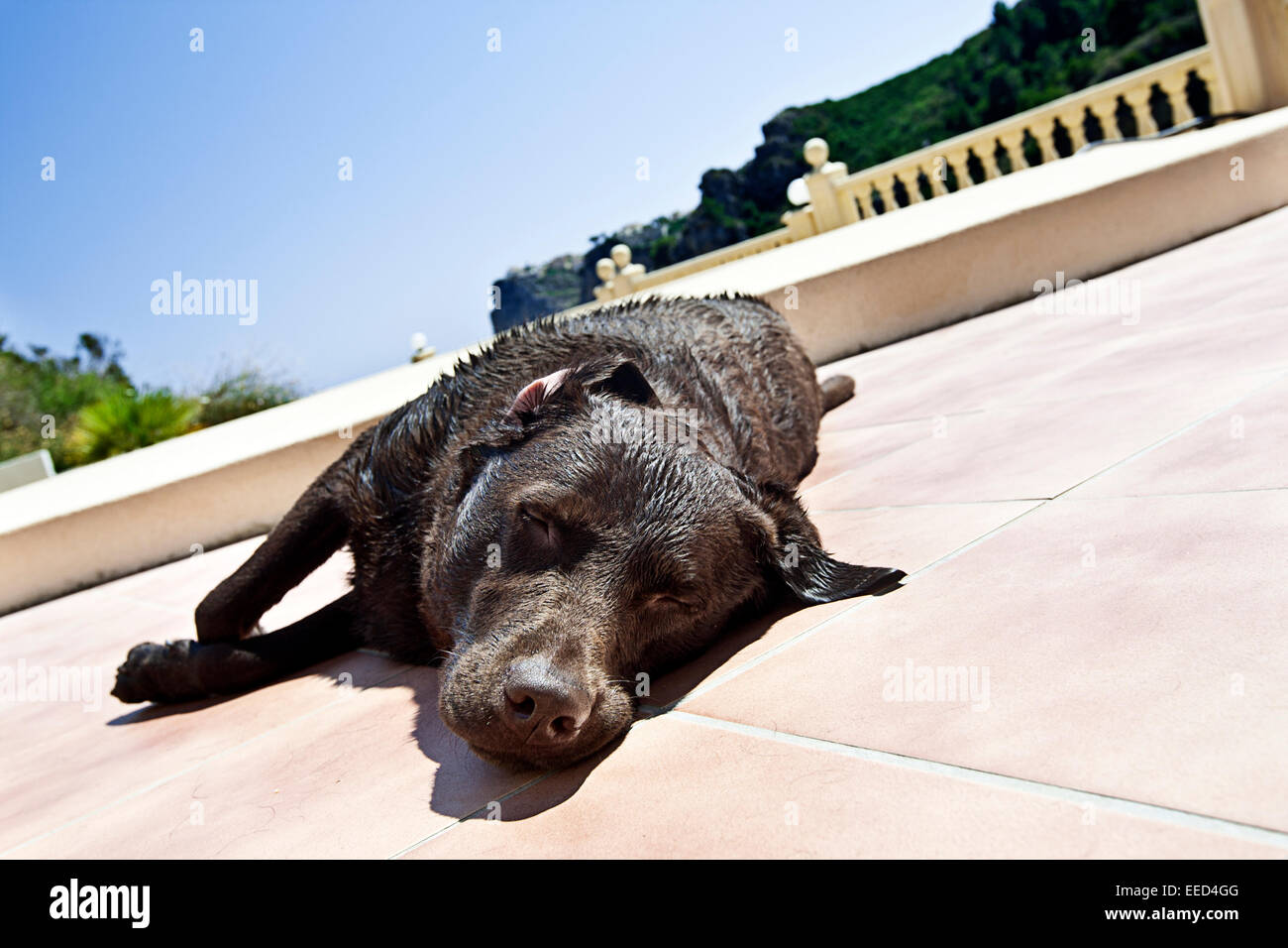 Chocolate Labrador Asleep in the Sun. On Vacation/Holiday Stock Photo ...