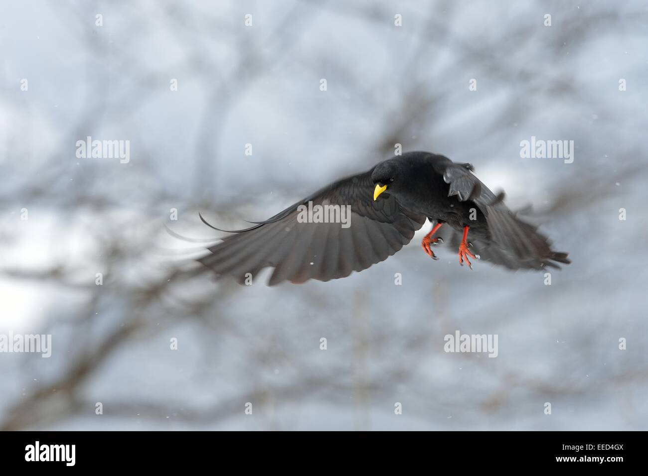 Alpine Chough - Yellow-billed Chough (Pyrrhocorax graculus) in flight ...
