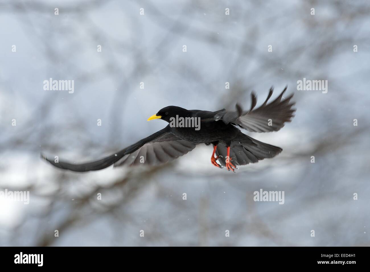 Alpine Chough - Yellow-billed Chough (Pyrrhocorax graculus) in flight ...