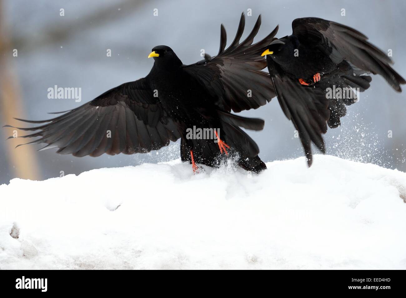 Alpine Chough - Yellow-billed Chough (Pyrrhocorax graculus) pair in ...
