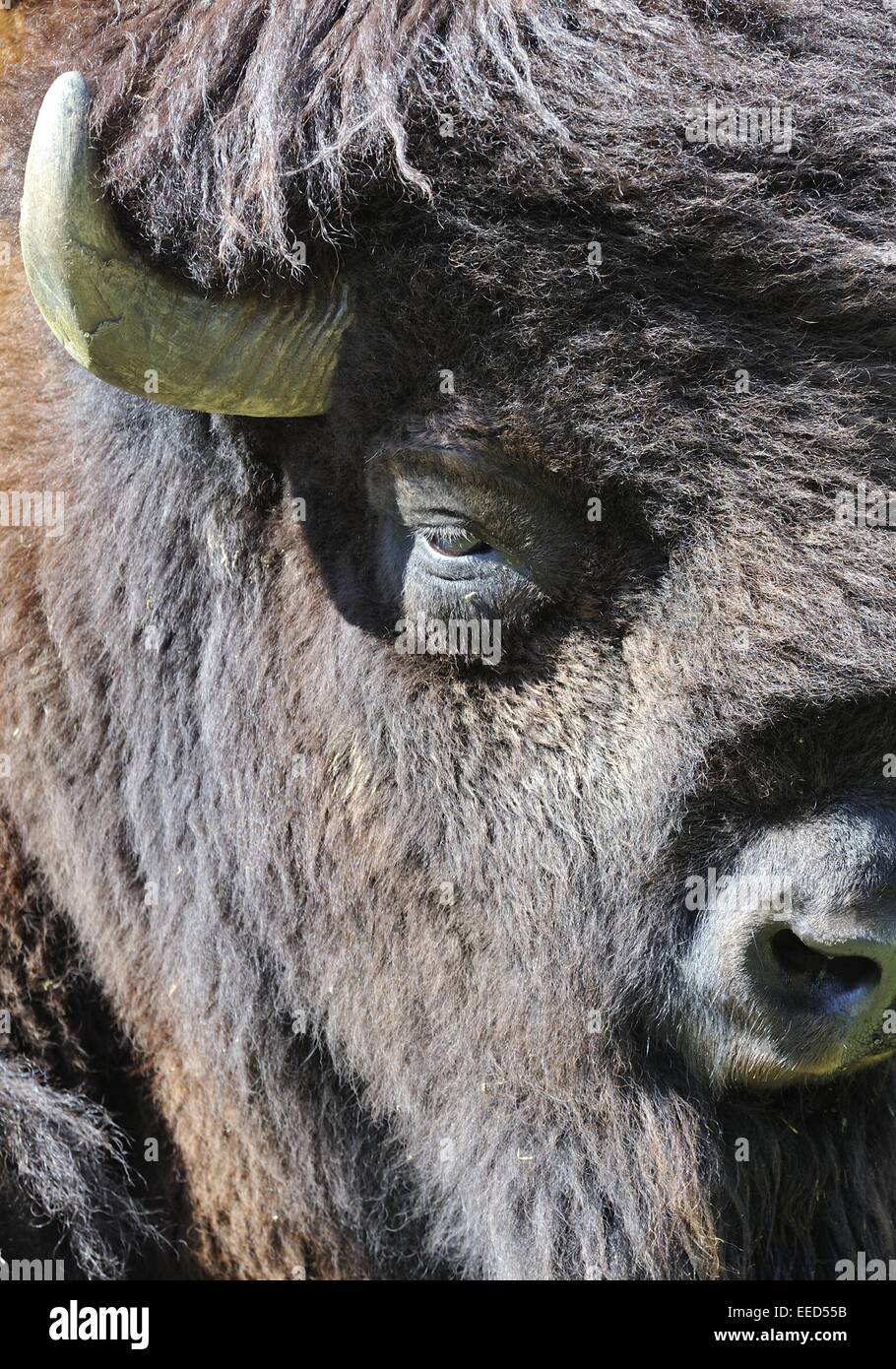 American Bison - Buffalo (Bison bison) resting - head details Stock ...