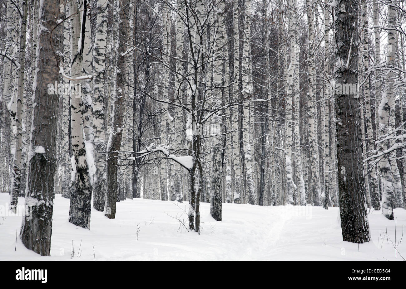 Forest in the snow Stock Photo - Alamy