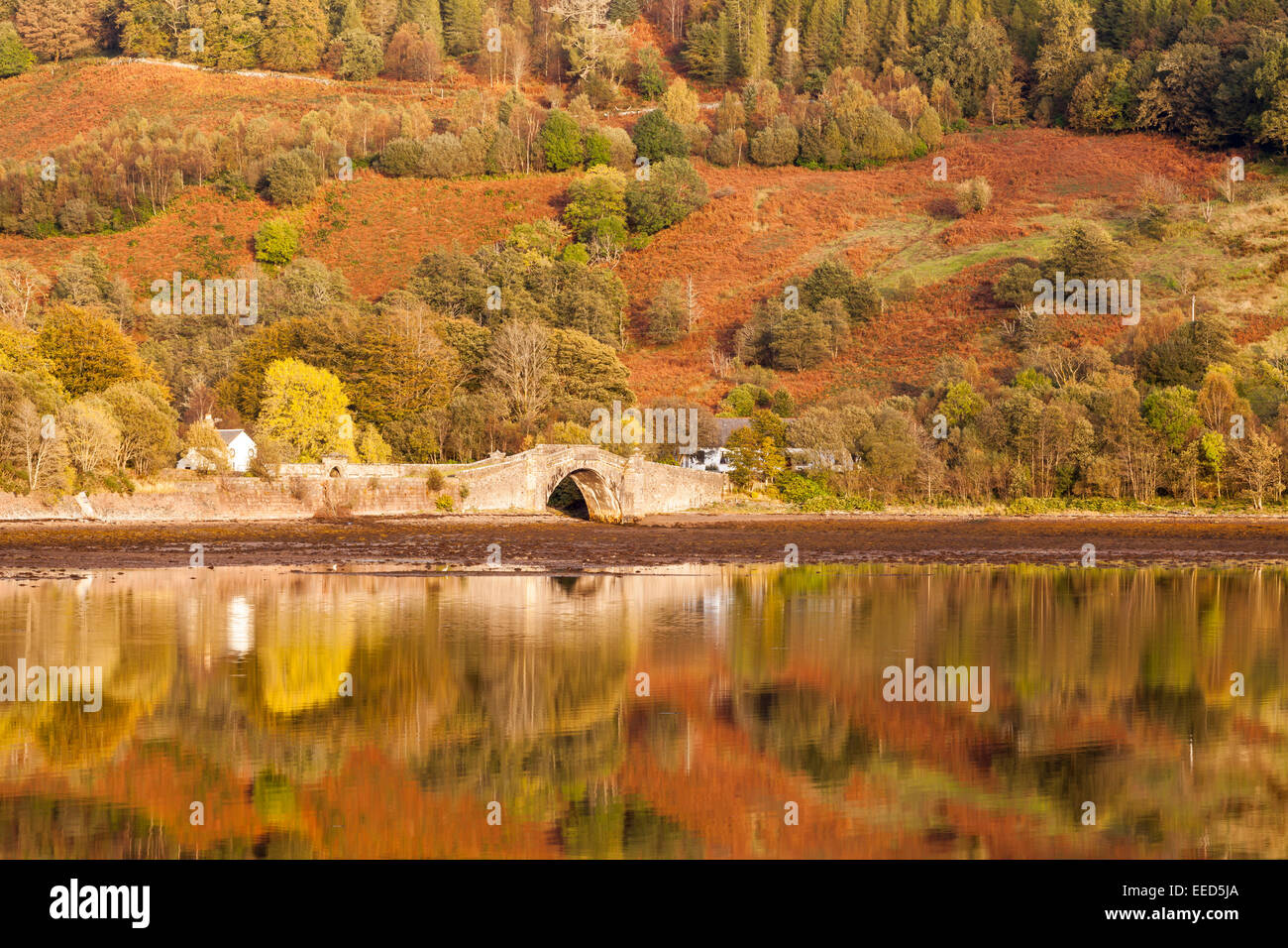 Scottish Sea Loch Oysters High Resolution Stock Photography and Images ...