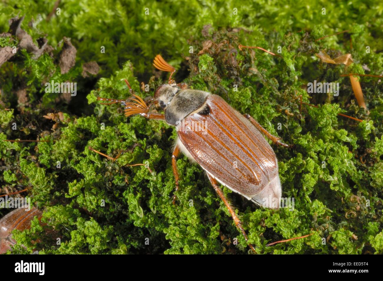 Common Cockchaffer - May Bug (Melolontha melolontha) on moss Stock ...