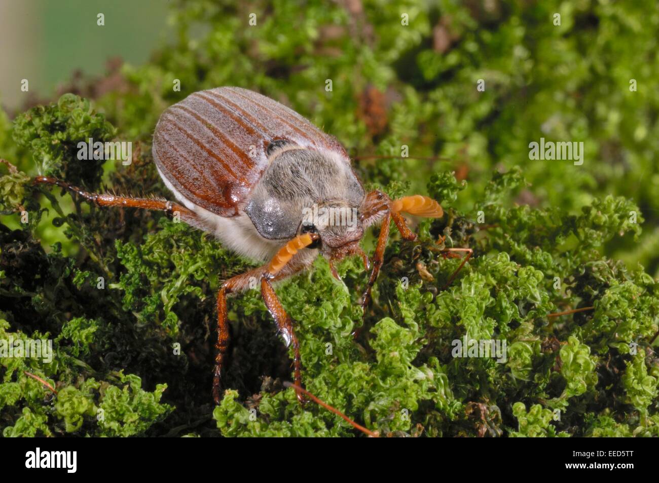 Common Cockchaffer - May Bug (Melolontha melolontha) on moss Stock ...