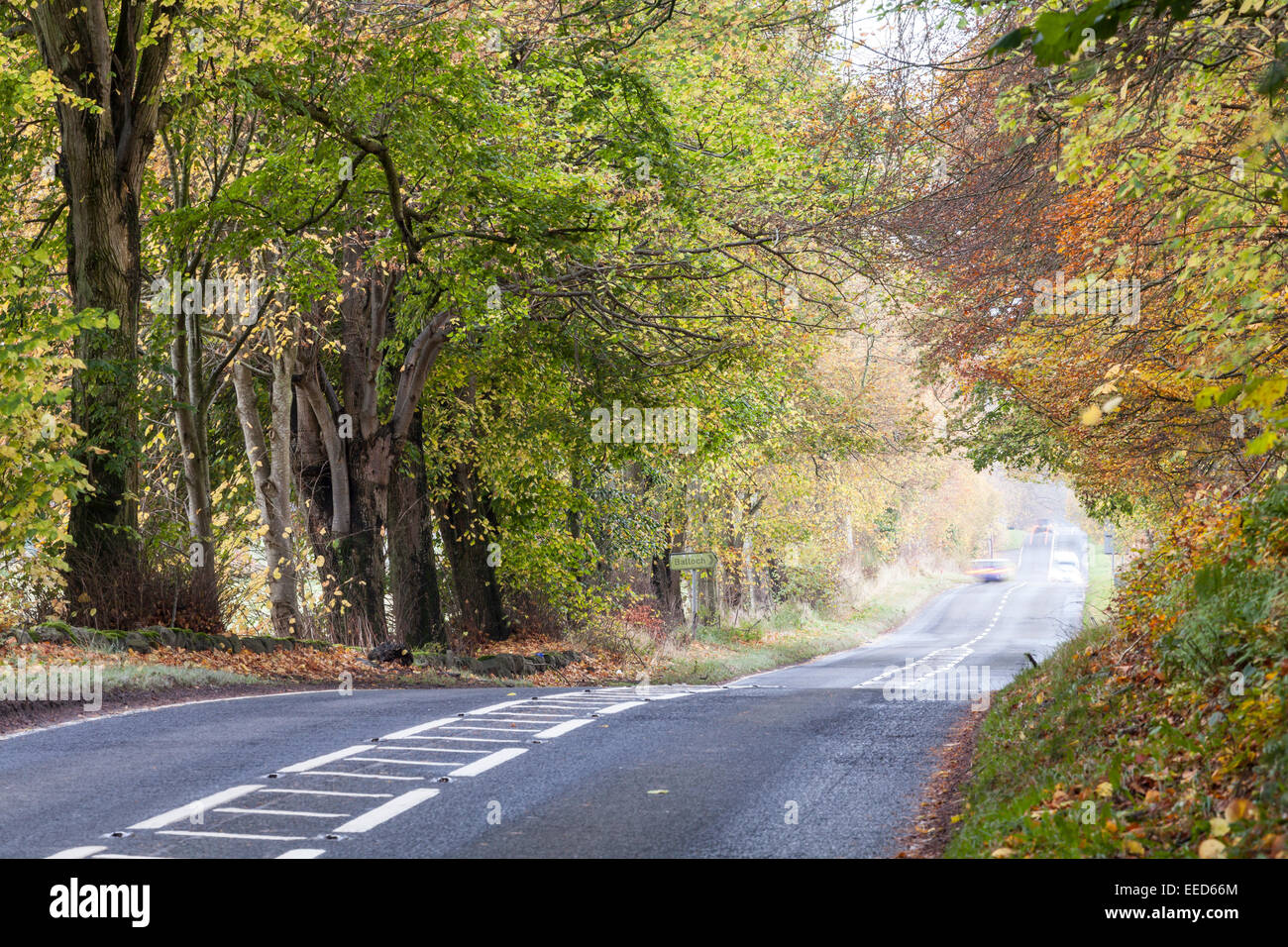 A tree lined road hi-res stock photography and images - Alamy