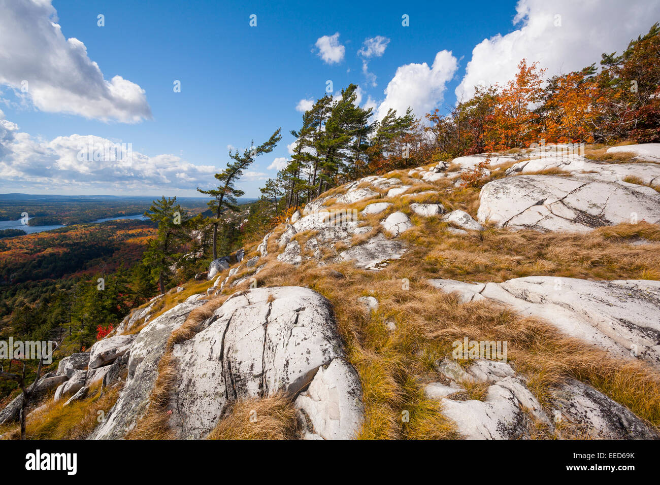Grasses blowing on the windswept White Quartzite rock in Killarney ...
