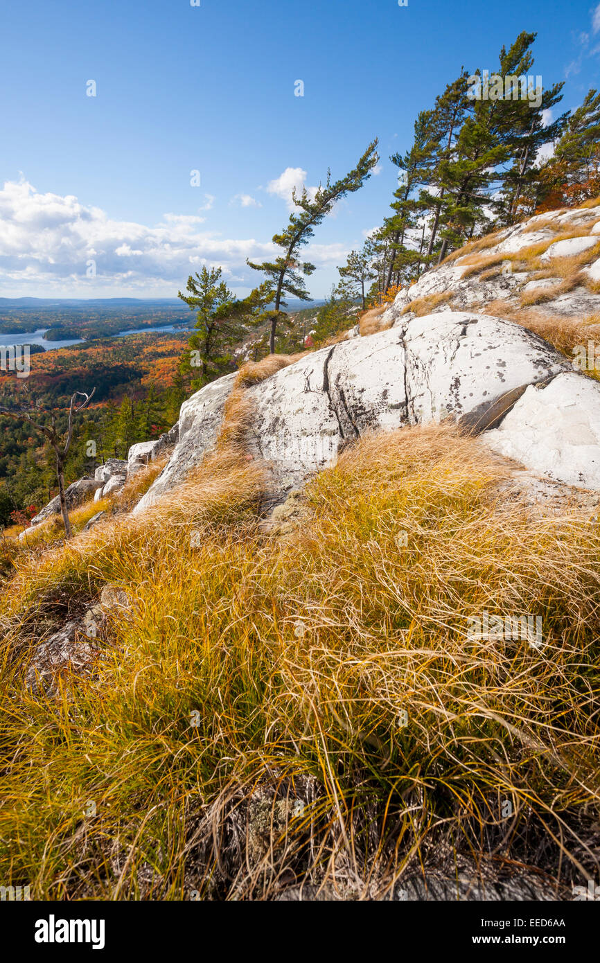 Grasses blowing on the windswept White Quartzite rock in Killarney ...