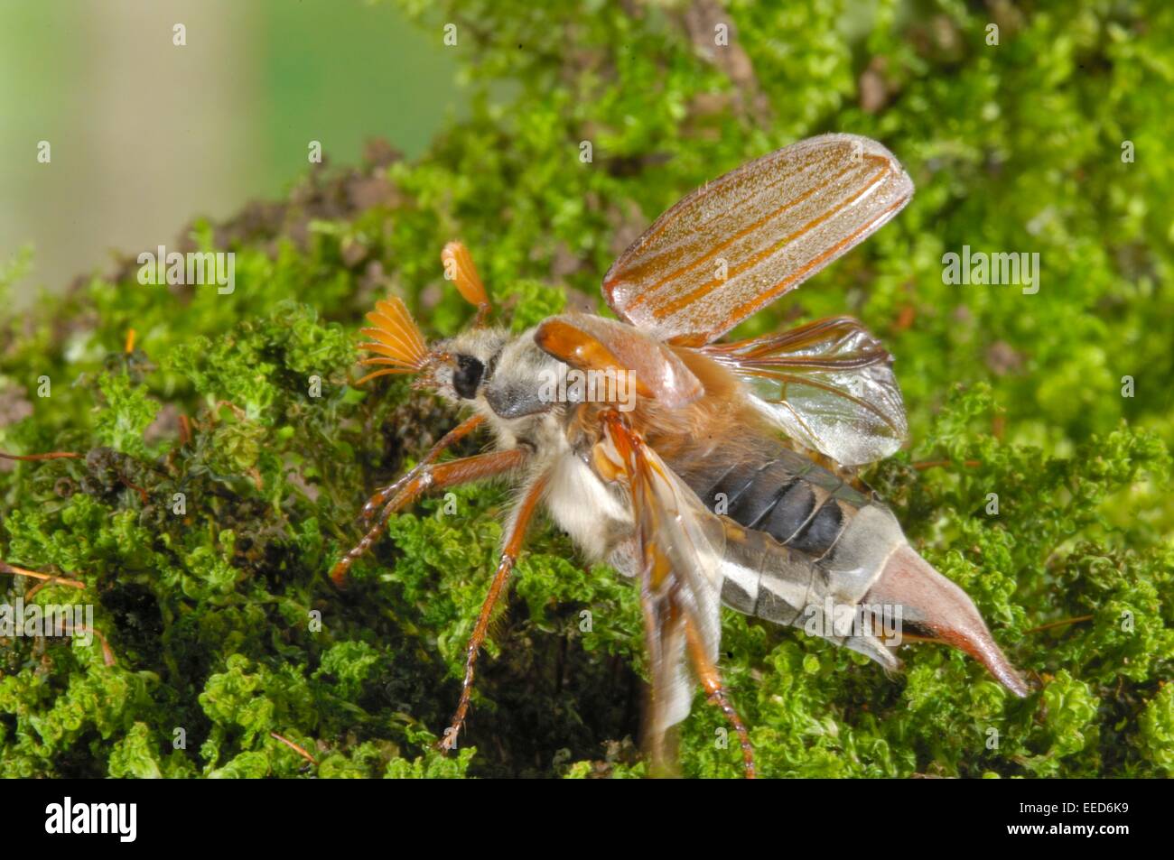 Common Cockchaffer - May Bug (Melolontha melolontha) on moss - taking ...