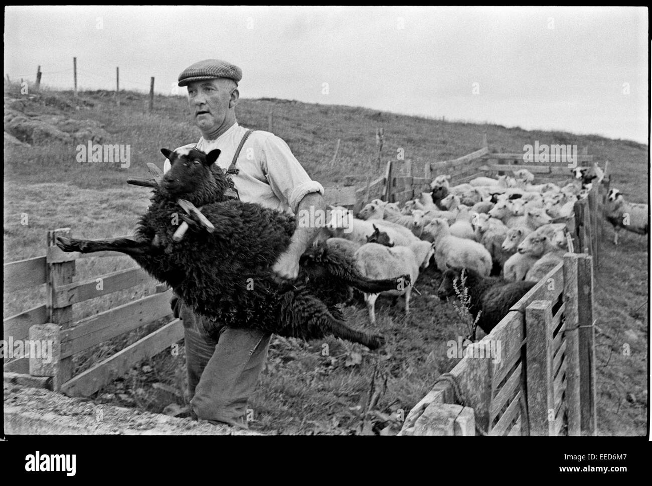 Bertie sorts out his sheep, North Nesting Stock Photo - Alamy
